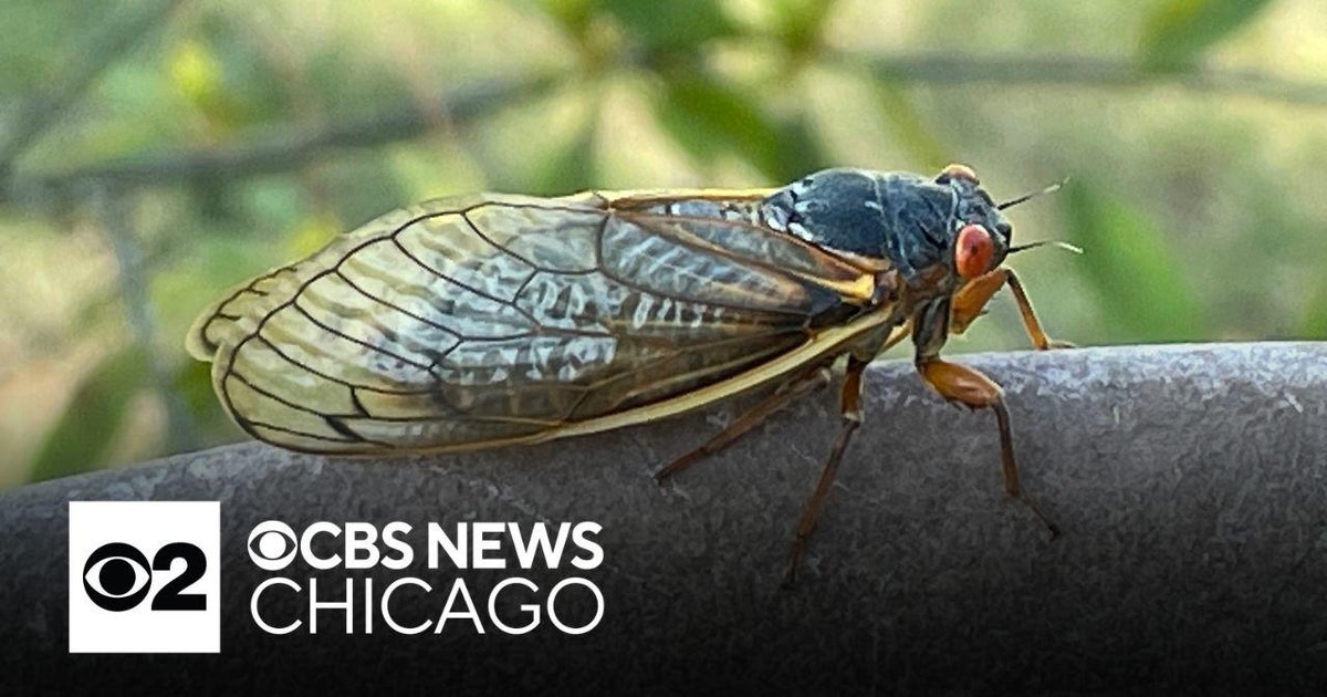 Children's book "Cicadas Don't Bug Me" helps cope with fear, anxiety ...