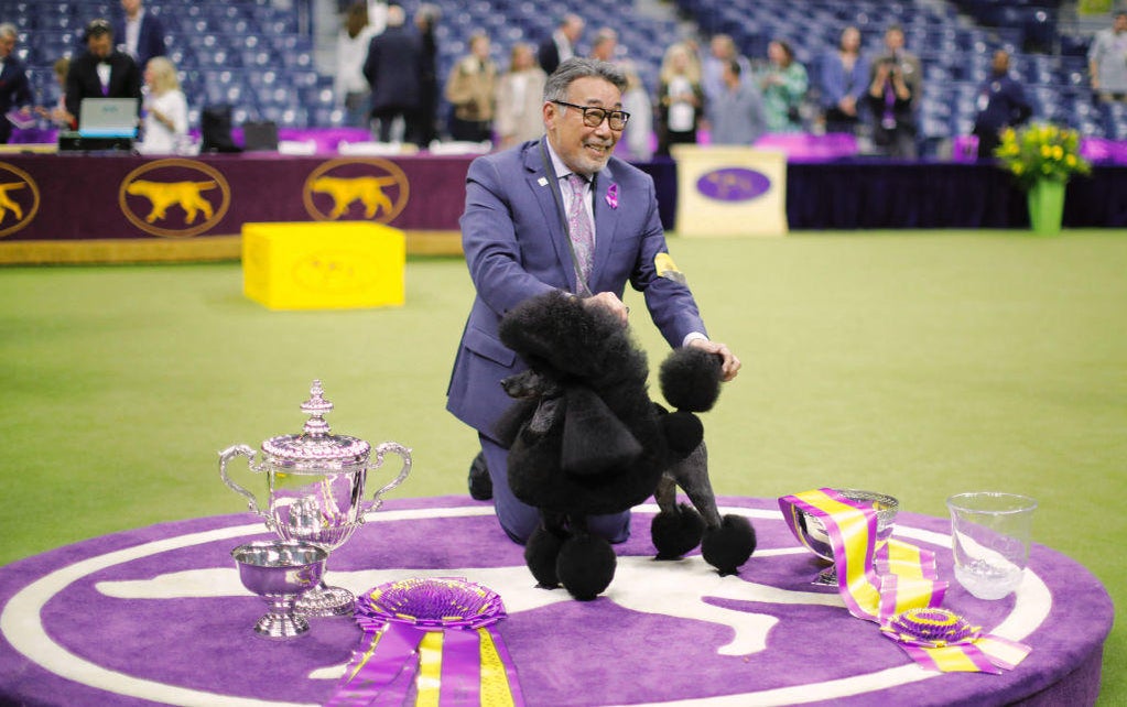 Sage, a miniature poodle, wins the Westminster Dog Show - CBS News