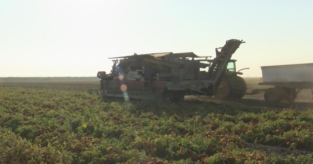 Stanislaus County declares emergency for virus affecting tomato crops ...