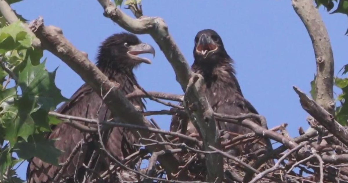 2 bald eaglets hatch near White Rock lake - CBS Texas