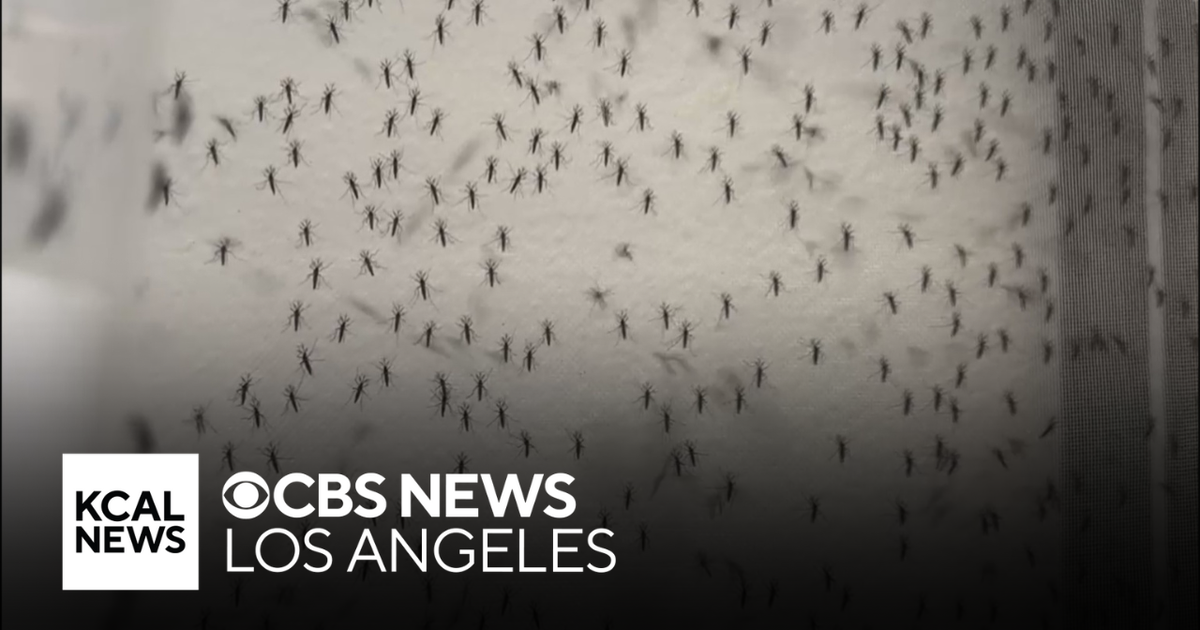 LA County to use mosquitoes to fight off invasive Aedes aegypti - CBS ...