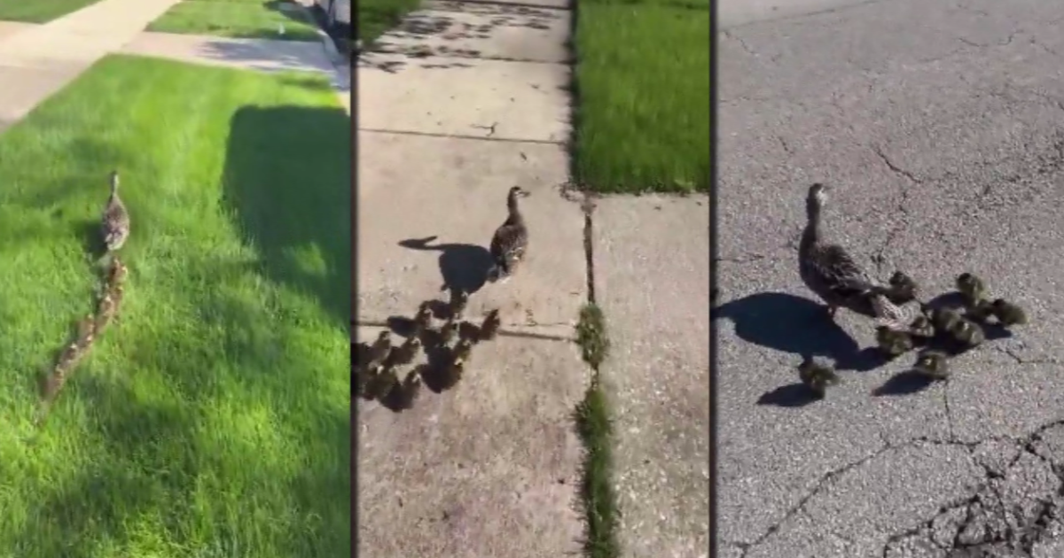 Mama duck nests in Chicago home and captivates a neighborhood - CBS Chicago