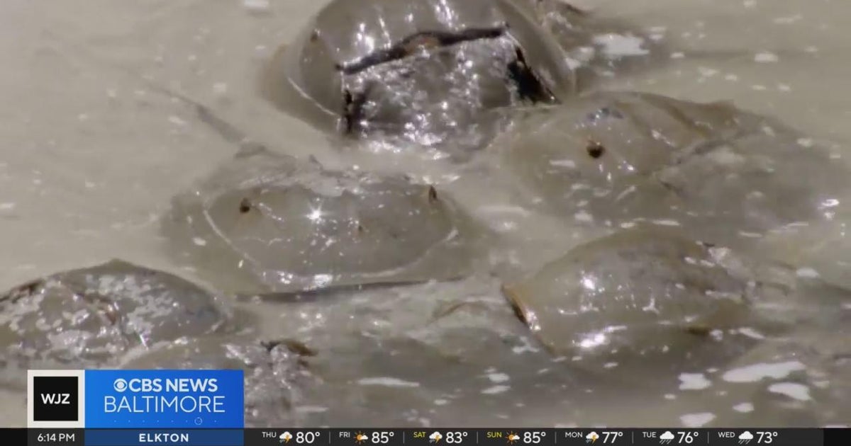 A conservation effort to save endangered horseshoe crabs - CBS Baltimore