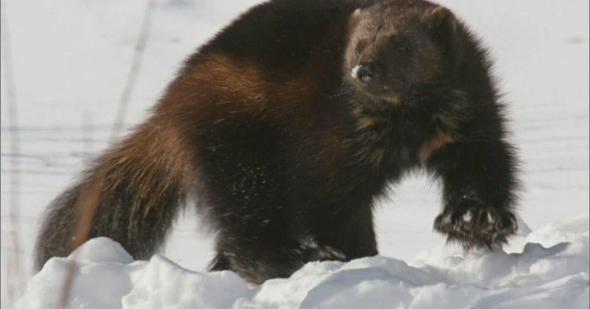 Wolverines are coming to Colorado but the questions are when and where ...