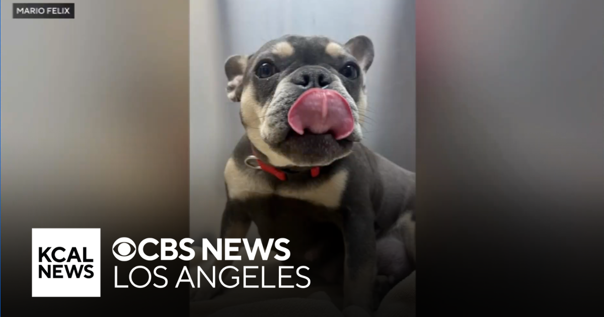Montebello family has French bulldog stolen at gunpoint - CBS Los Angeles