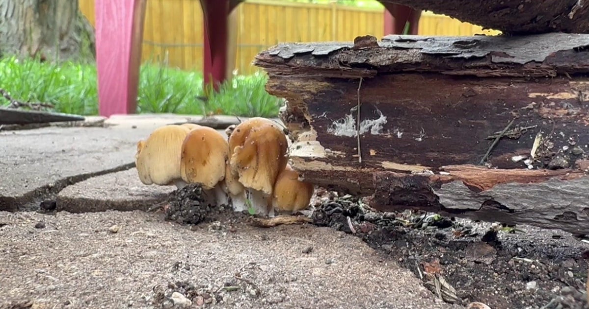 It's a fungi-fest: Rainy May has spores exploding across Twin Cities ...
