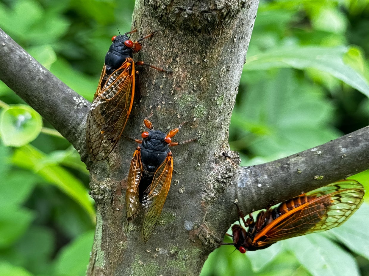 Cicadas are back, but climate change is messing with their body clocks - CBS News
