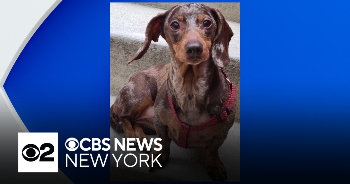 Dog named milkshake taken from Bronx apartment building, police say ...