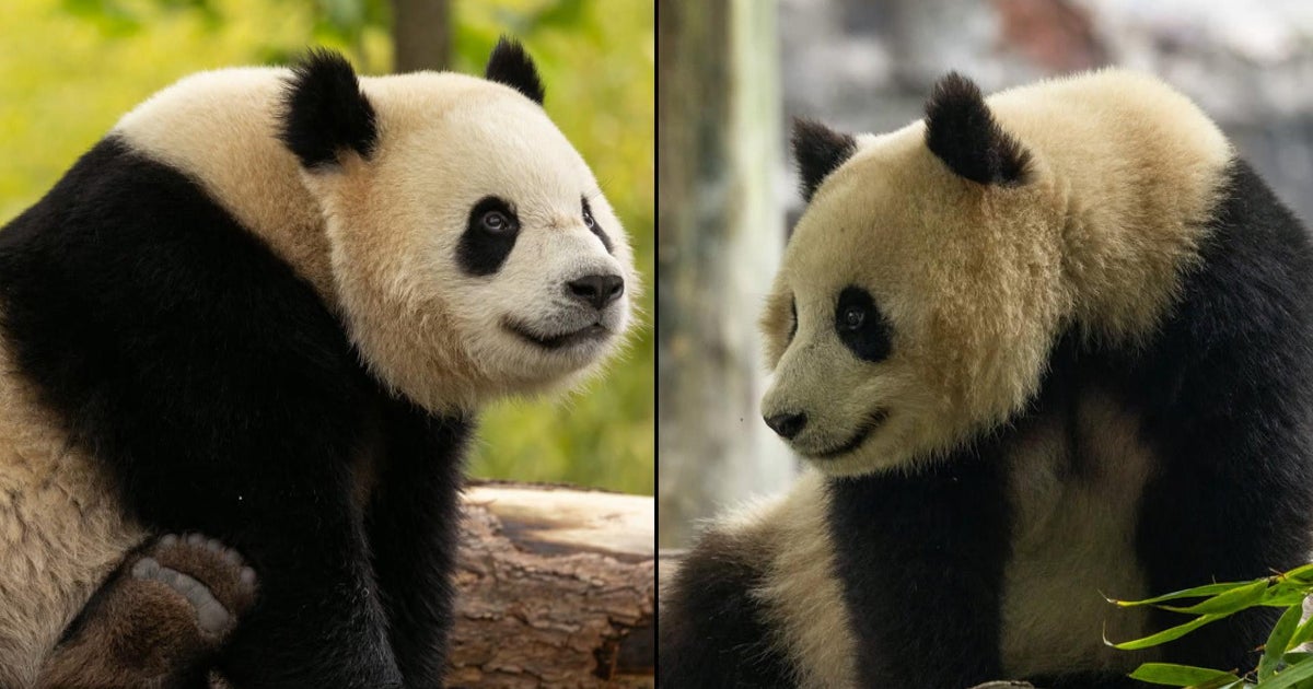 Giant pandas to return to D.C.'s National Zoo - CBS News