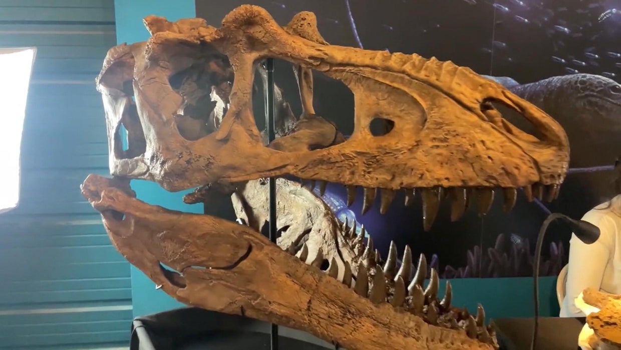 Paleontologists in Colorado unveil new 3D model of skull of rare ...
