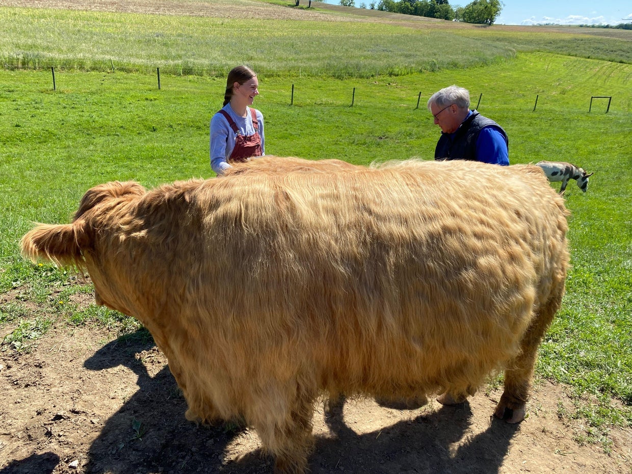 John Shumway goes "cow cuddling" at Hickory Hearth Highlands