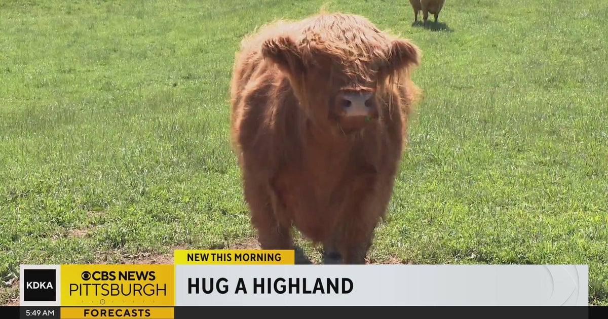 Don't have a cow - hug a cow! A unique way to destress - CBS Pittsburgh