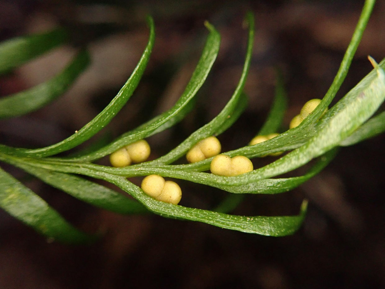 Tiny fern breaks world record for largest genome on Earth — with DNA ...