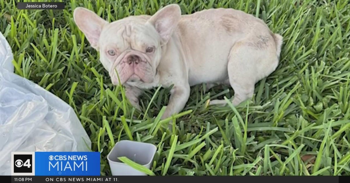 Video shows dog being abandoned on side of road in El Portal - CBS Miami
