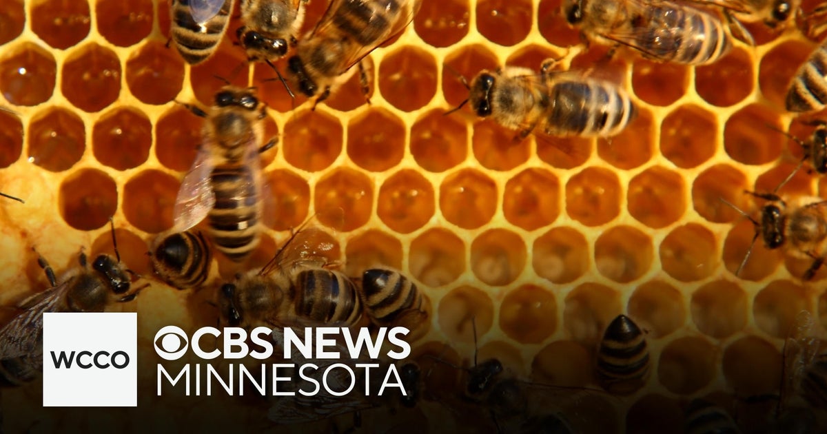 Would you try hot honey from bees that feed on ghost peppers? - CBS ...