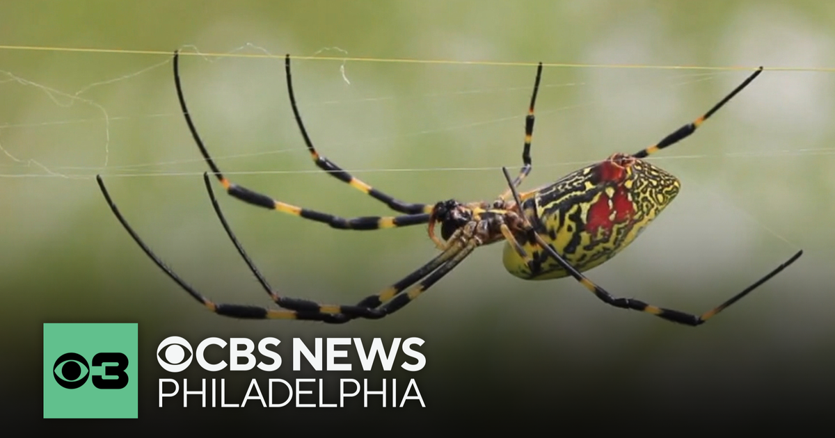 Venomous, flying joro spiders are making their way up the East Coast ...