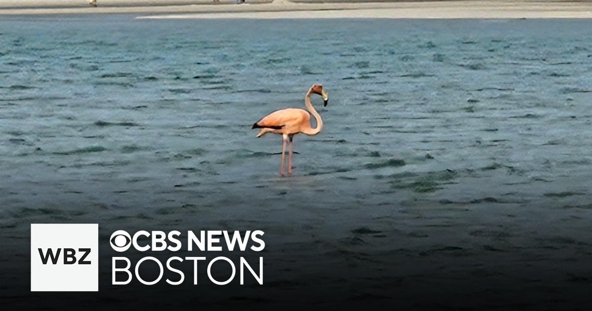 Flamingo spotted off the coast of Cape Cod - CBS Boston
