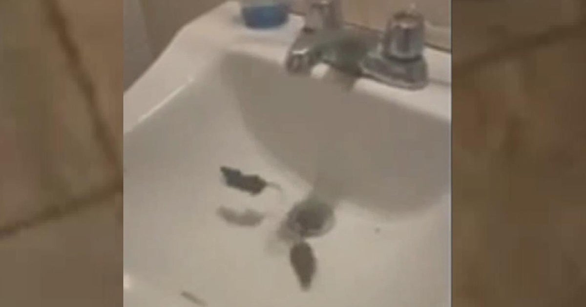 Woman says mice fell on her in Pittsburgh-area restaurant bathroom ...