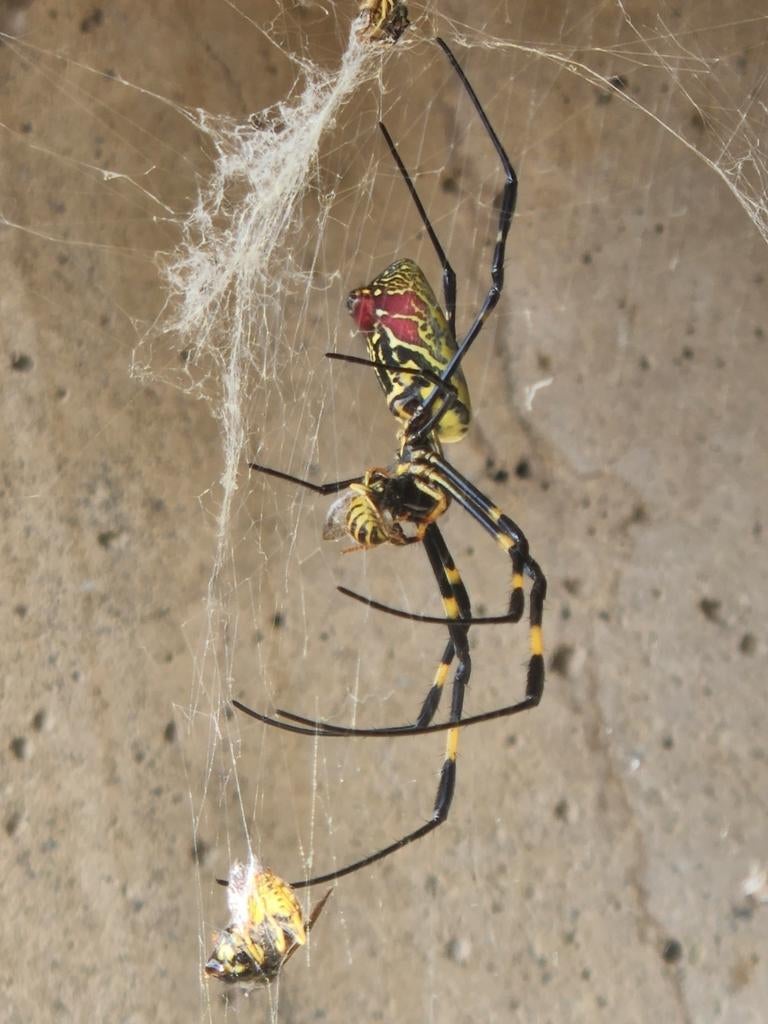 The Joro spiders are coming – and these photos from people along the ...