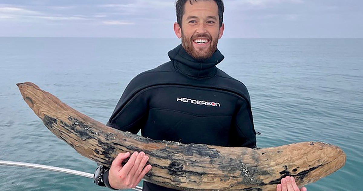 Fossil-hunting diver found a large section of mastodon tusk off Florida ...