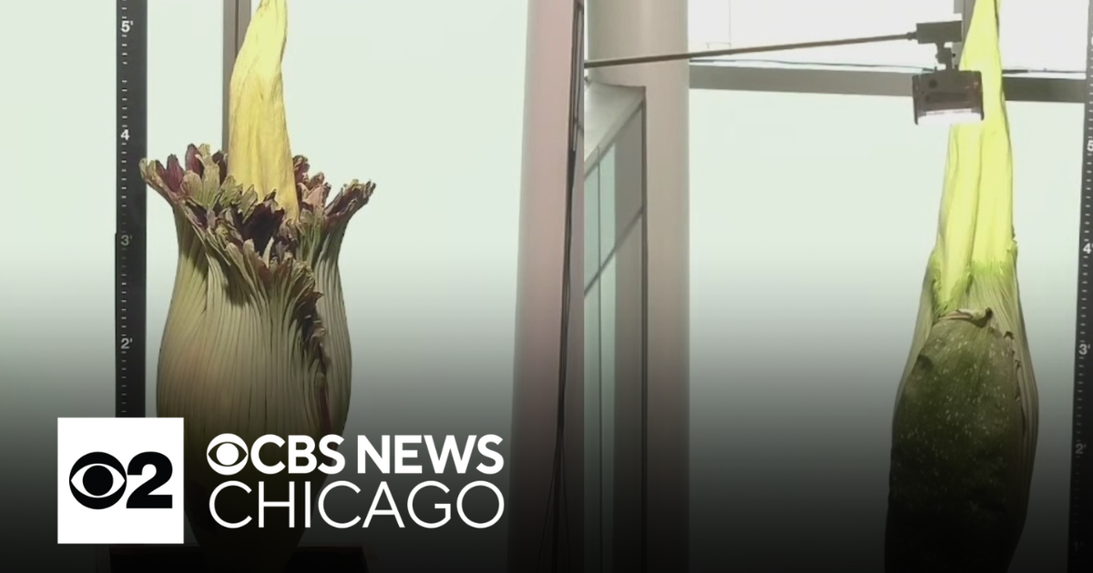 One of two rare corpse flowers blooms at Chicago Botanic Garden - CBS ...