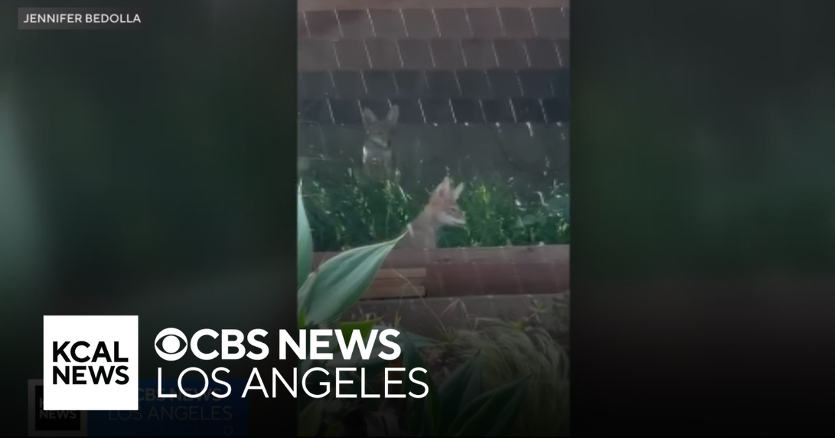 Mar Vista neighborhood plagued by aggressive coyotes - CBS Los Angeles