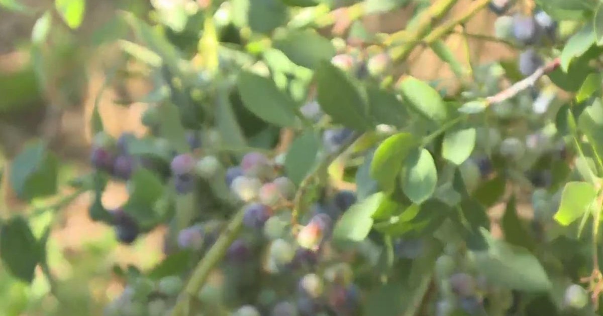 Finding the sweetest blueberries at Once in a Blue Moon Berries - Good ...