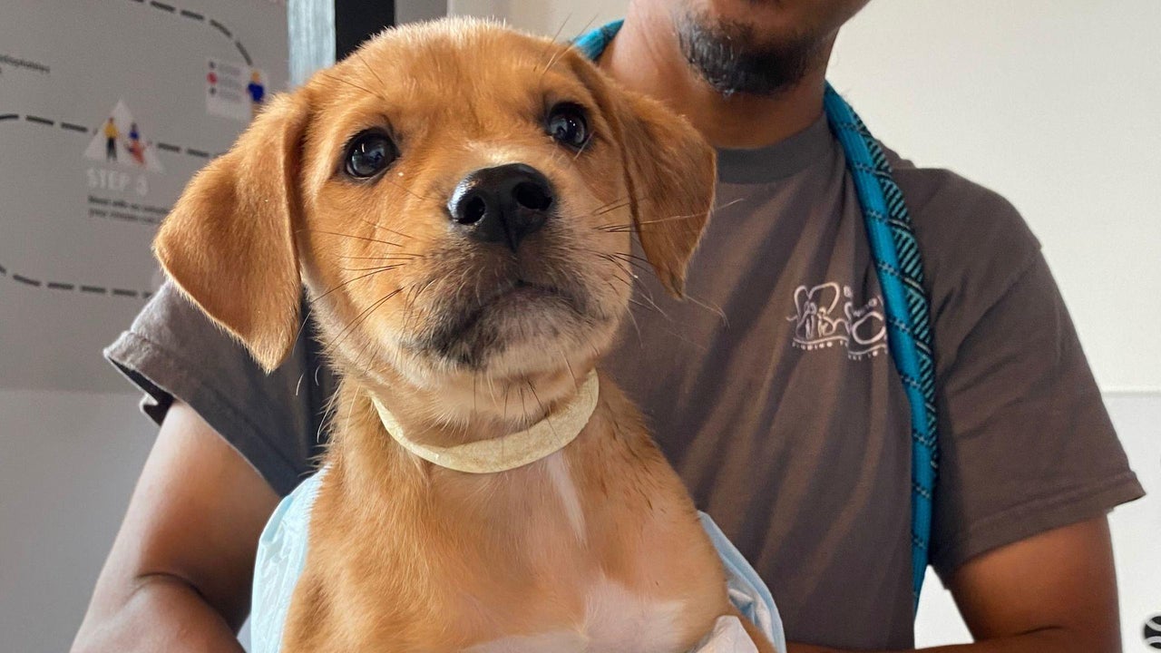 Brandywine Valley SPCA news - Today’s latest updates - CBS Philadelphia
