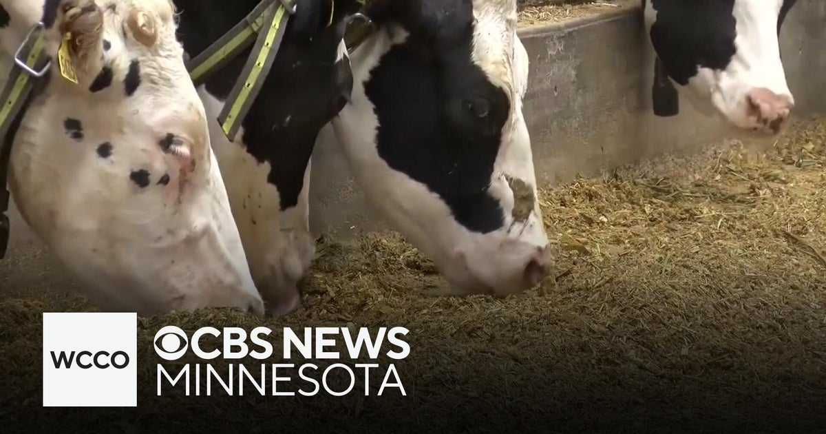Steps being taken to prevent spread of bird flu in Minnesota cows - CBS ...