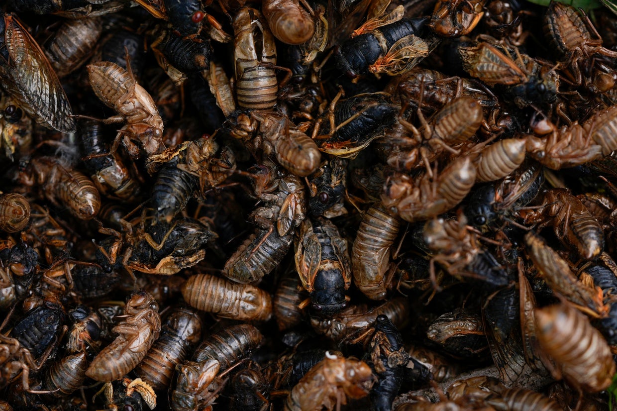 Cicadas are coming back. See when and where experts say they will ...