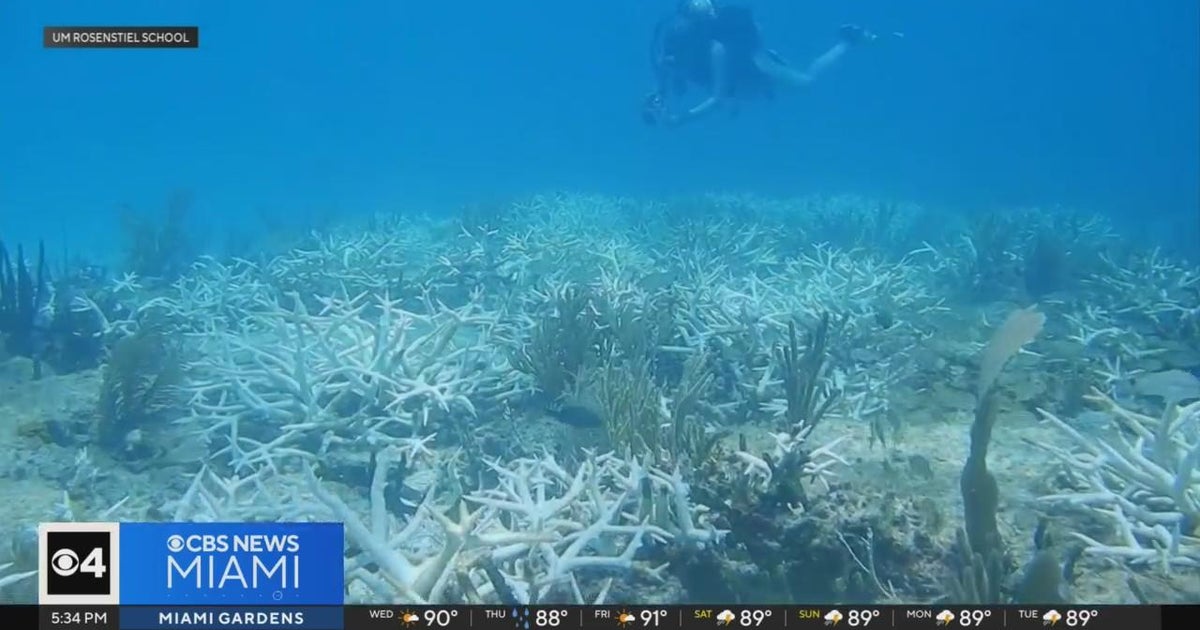 Florida invests $5 million to create artificial reefs to help conserve ...