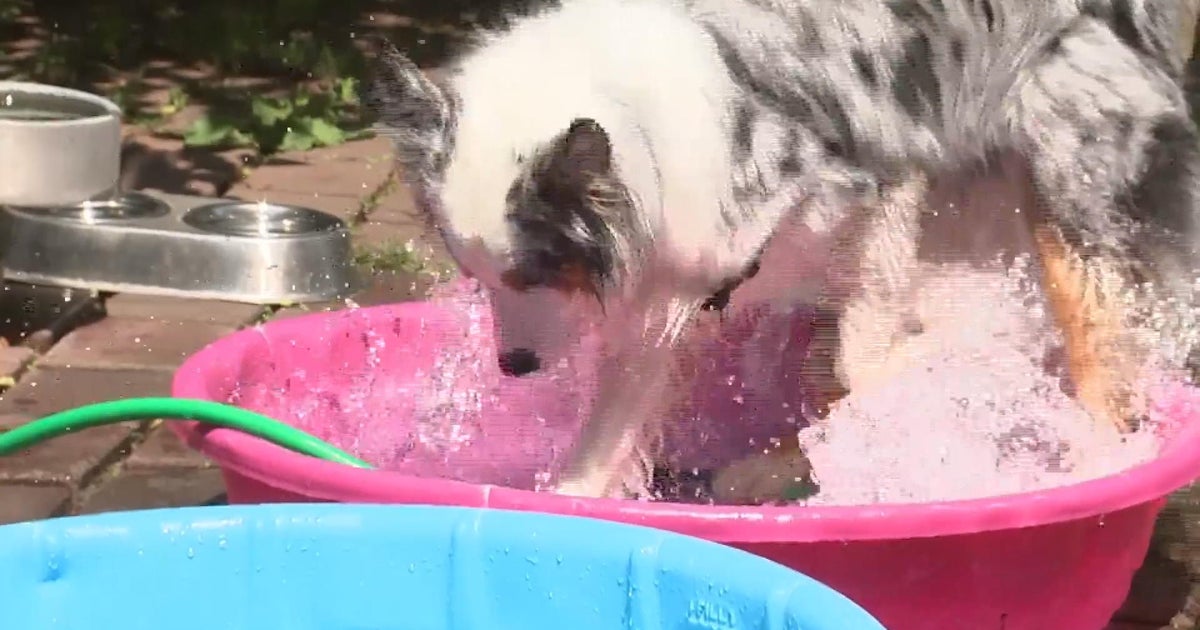Warning signs to help protect your pets during excessive heat wave ...