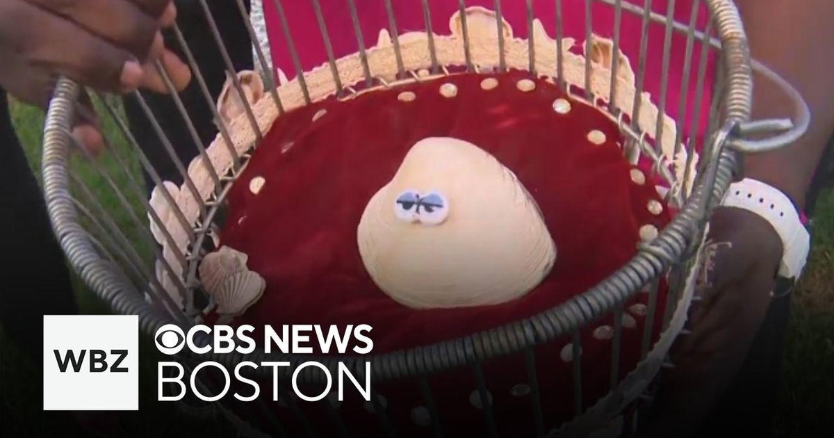 Cape Cod celebrates arrival of summer with annual Quahog Day - CBS Boston