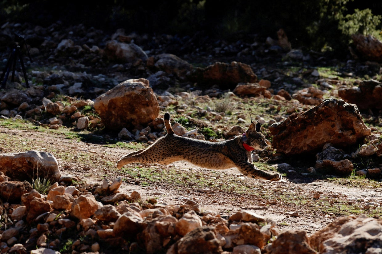 Iberian lynx rebounds from brink of extinction, hailed as the "greatest ...