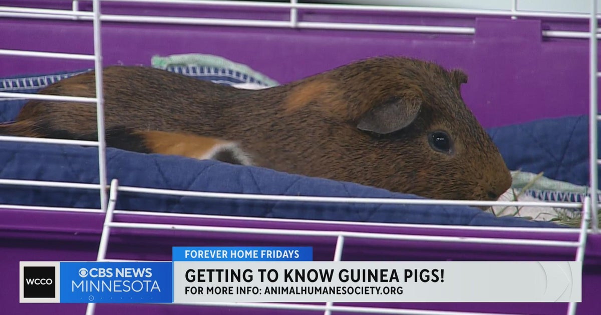 Animal Humane Society hosts adoption special on all guinea pigs - CBS ...