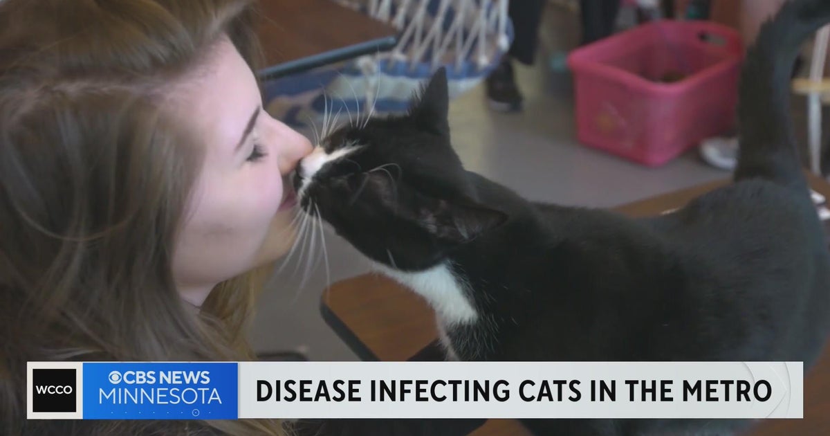 Twin Cities see increase of potentially fatal disease in cats - CBS ...