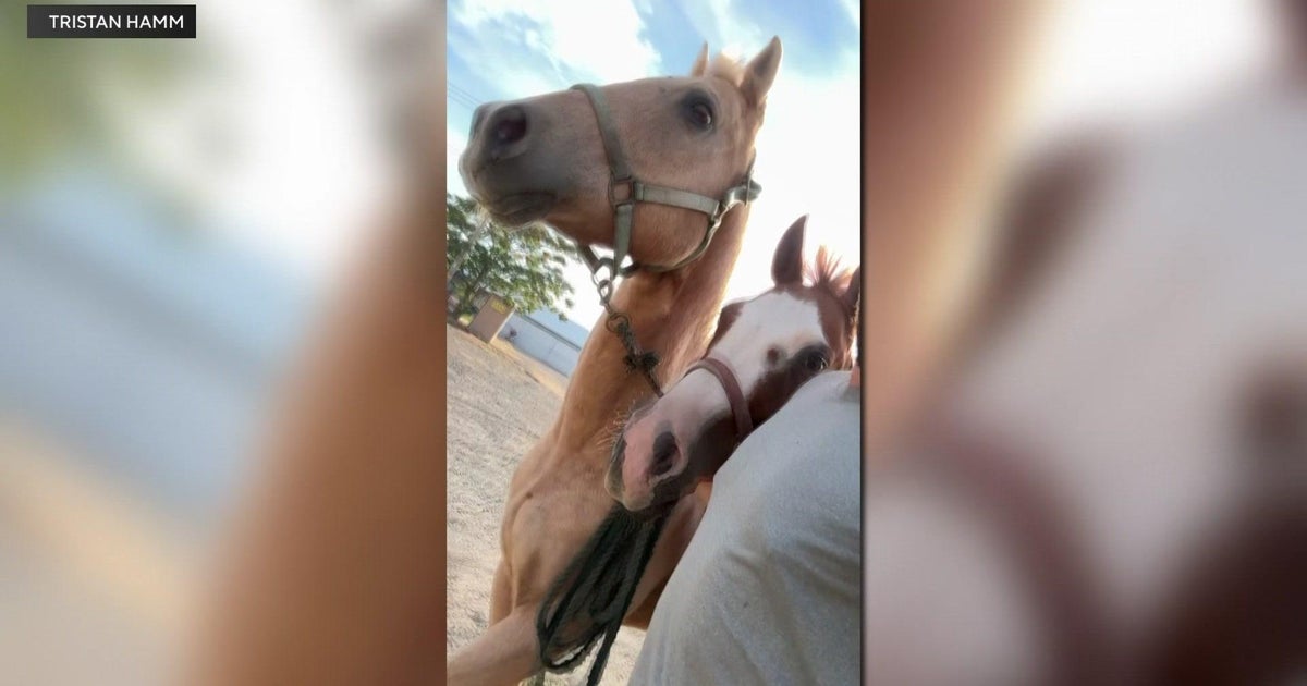 2 men save several horses from fire in Roseville - CBS Sacramento