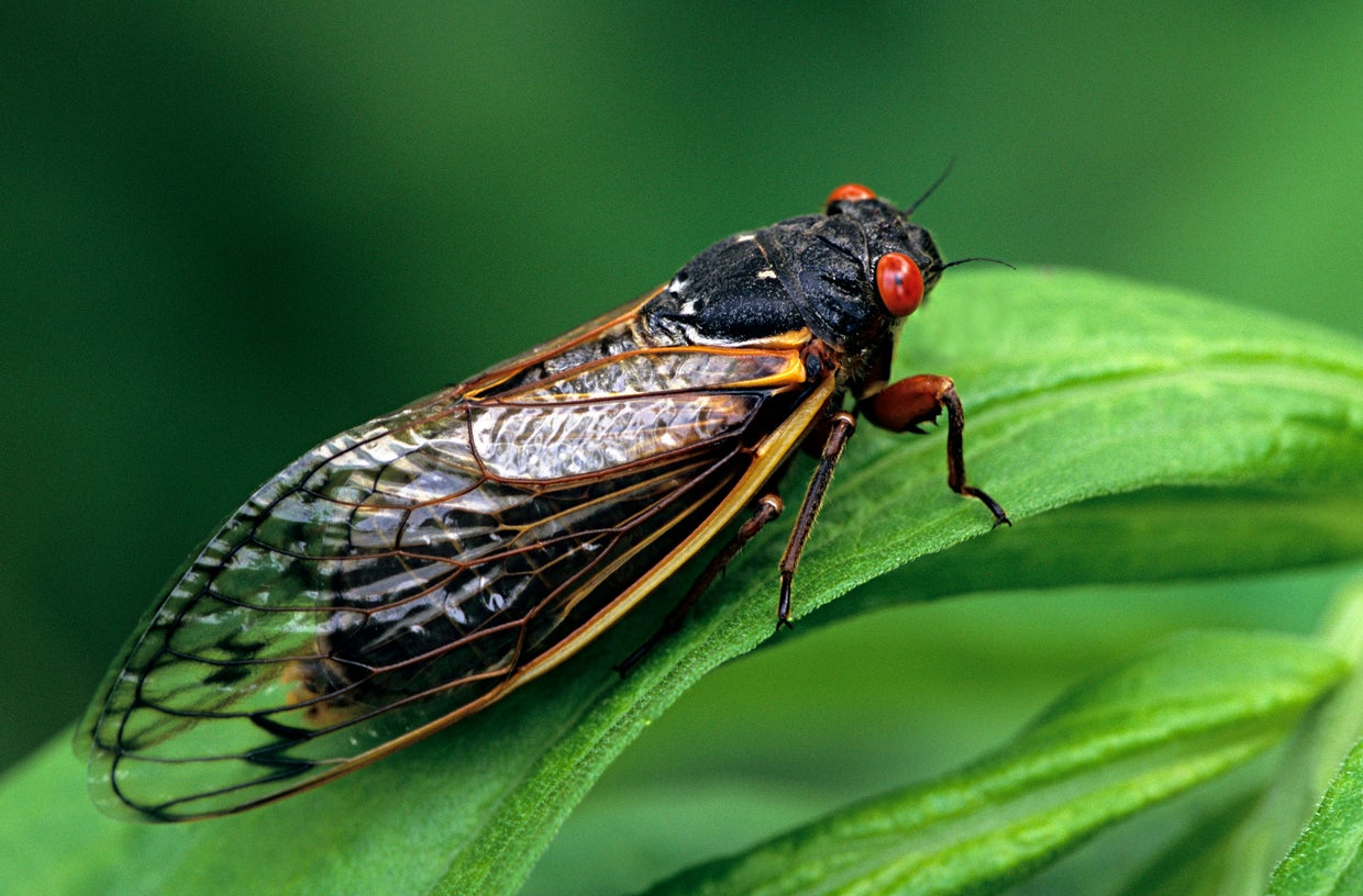 Cicada maps show where the noisy insects will emerge in the U.S. this ...
