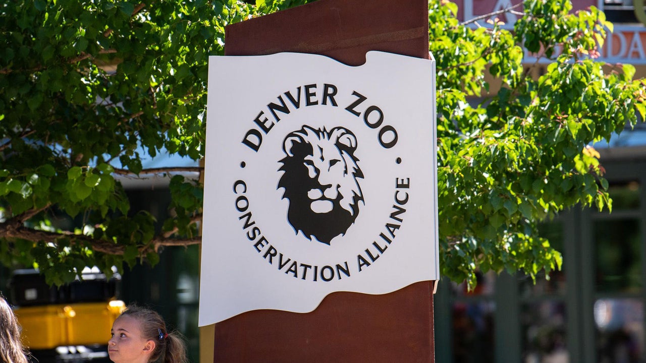Denver Zoo Denver Zoo's Lion Cubs Make Public Debut ZooBorns