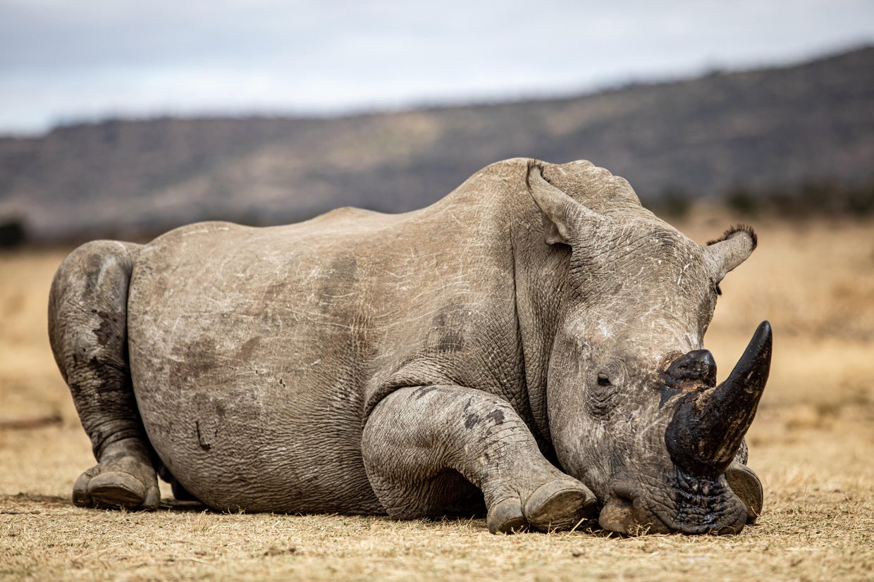 Live rhino horns injected with radioactive material in project aimed at ...