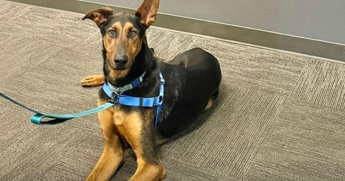 Bring an adorable fur-baby home with you! - Good Day Sacramento