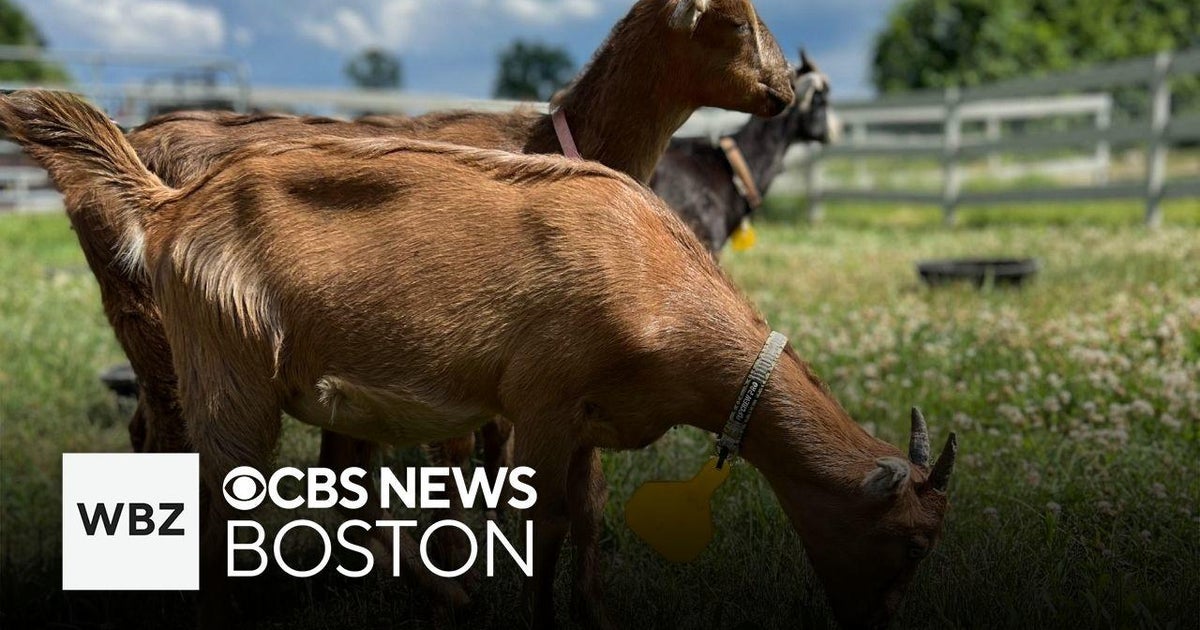About 40 goats going up for adoption at fee-waived open house in ...
