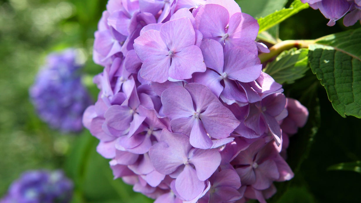 It's been an outstanding year for hydrangeas in Massachusetts. Here's ...