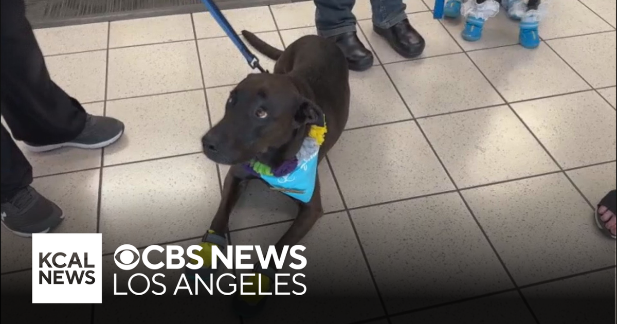 Introducing "The Paw Squad," a group of therapy dogs helping travelers ...