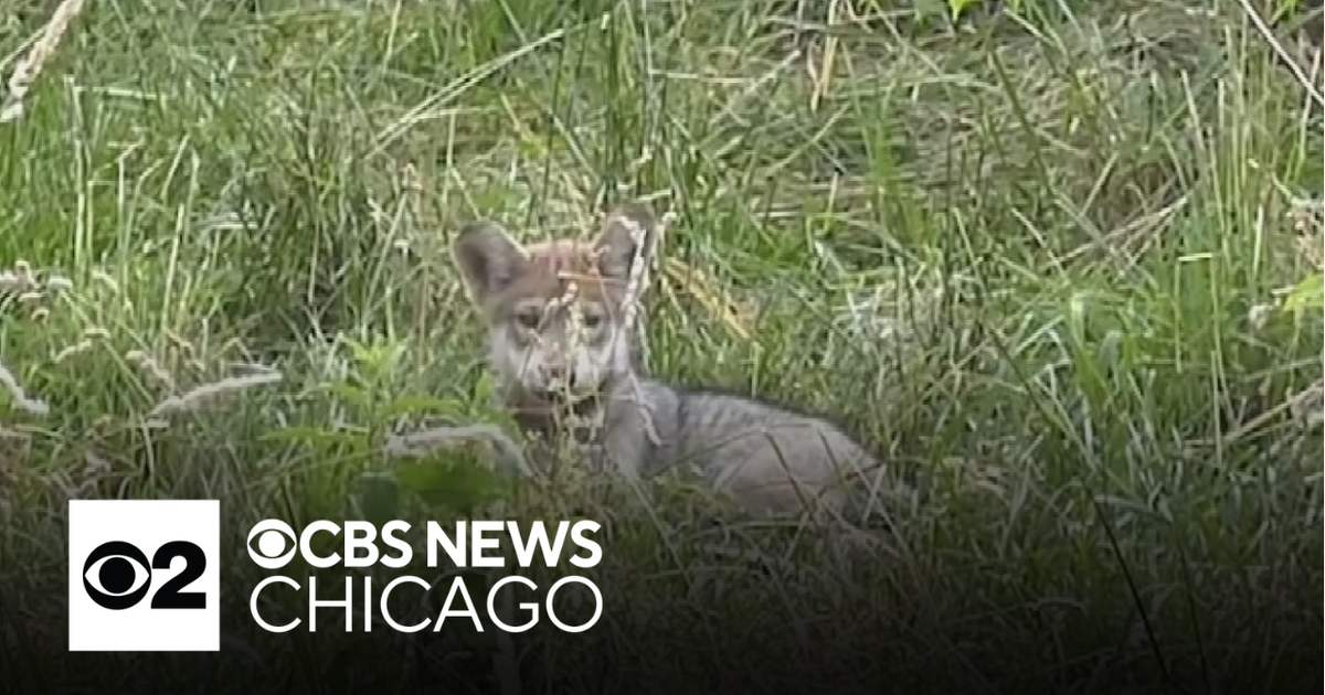 New Mexican wolf pup at Brookfield Zoo named - CBS Chicago