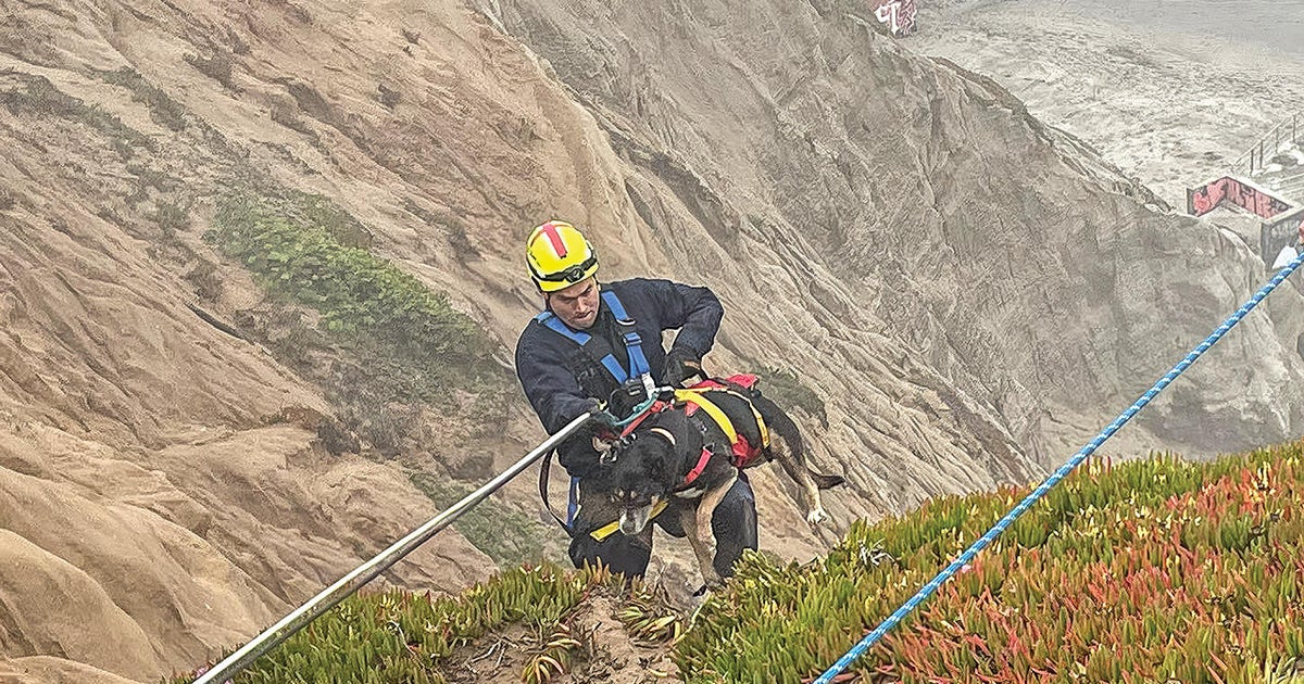 Husky stuck on cliff at S.F. Fort Funston rescued by fire department ...