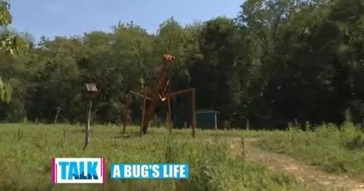 Boaz is livin' a bug's life - CBS Pittsburgh