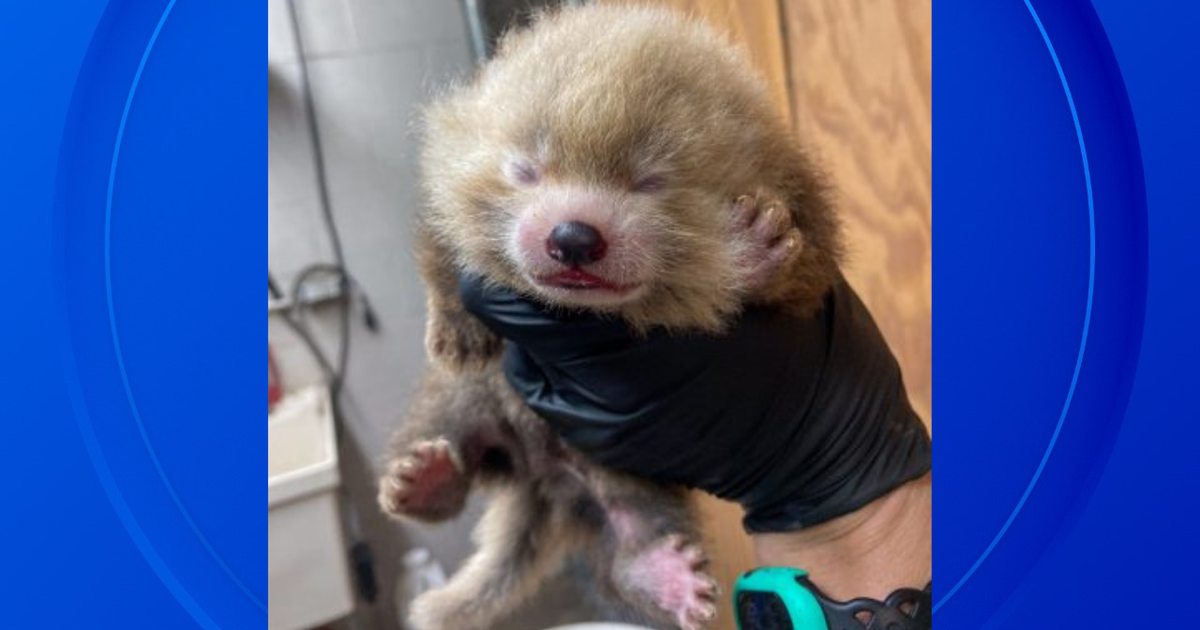 Video shows red panda born at Michigan zoo - CBS Detroit