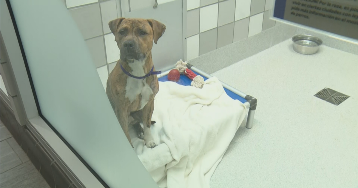 Aurora residents will vote on pit bull ban repeal - CBS Colorado