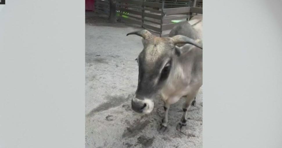 Zoo Miami celebrates "Cow Appreciation Day" - CBS Miami